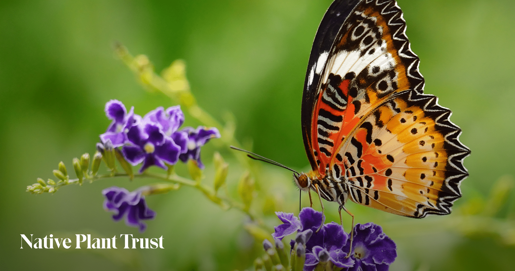 Success story Native Plant Trust